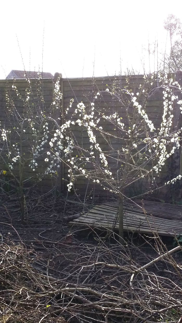 An experiment with weeds: Festooned Plum Trees – WaterDrawn